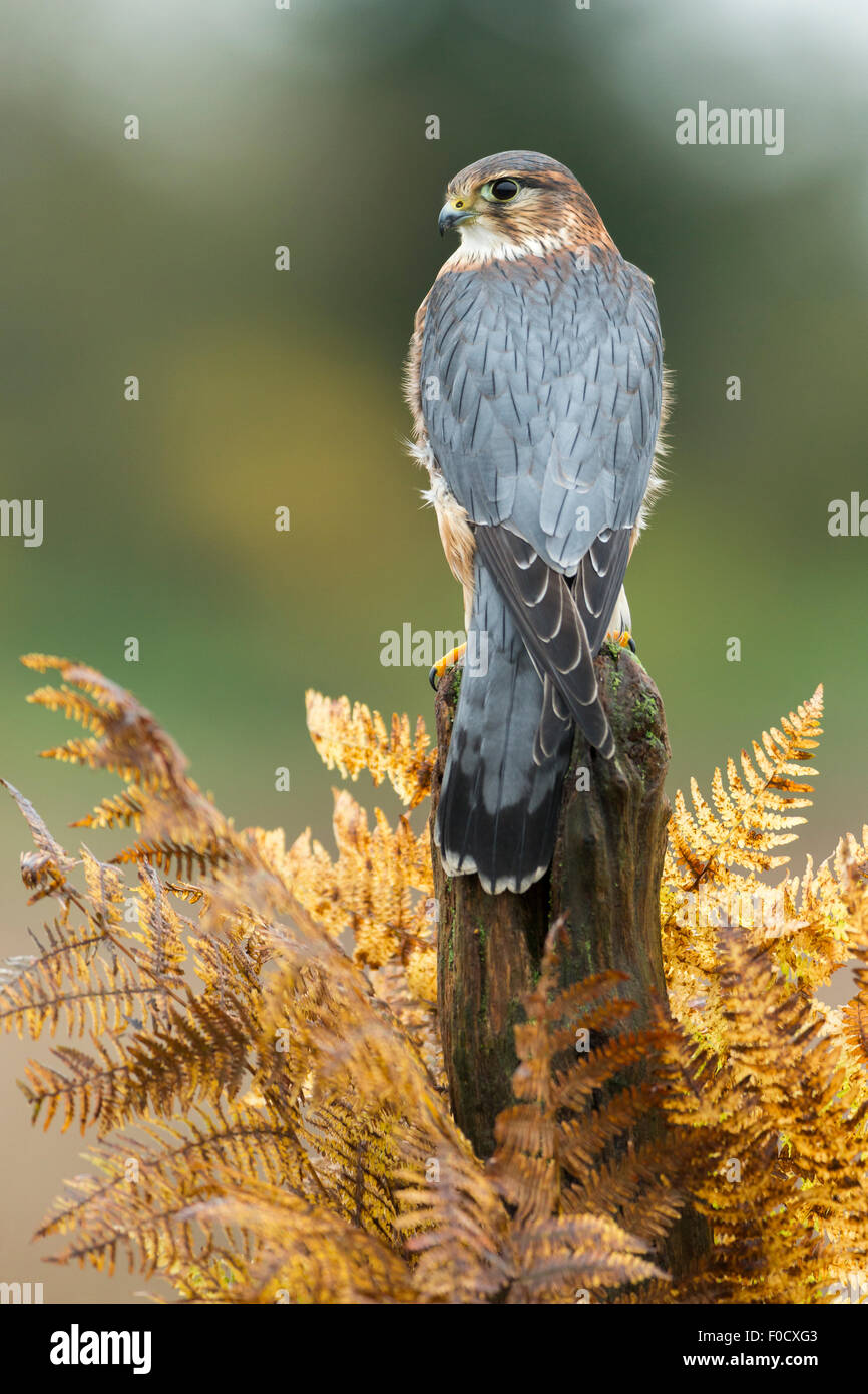 Merlin bird uk hi-res stock photography and images - Alamy