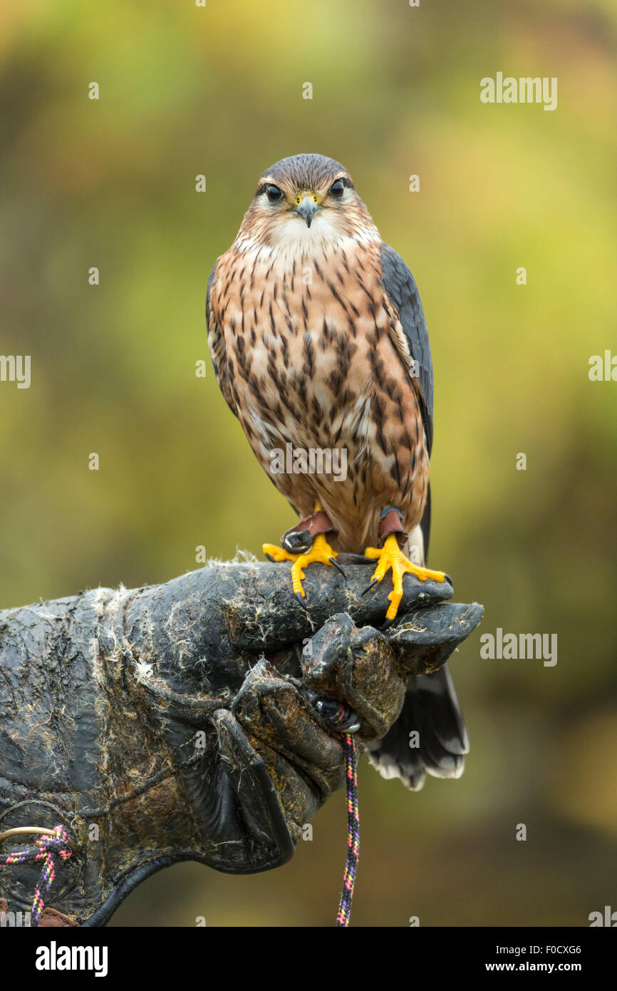 Merlin Bird Uk High Resolution Stock Photography and Images - Alamy