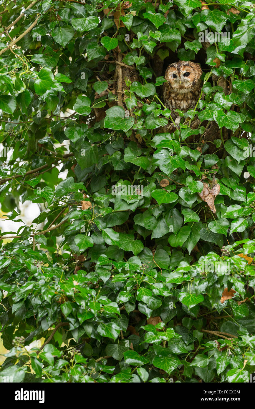 Tawny owl Strix aluco (captive), adult male, perched in ivy-covered ...