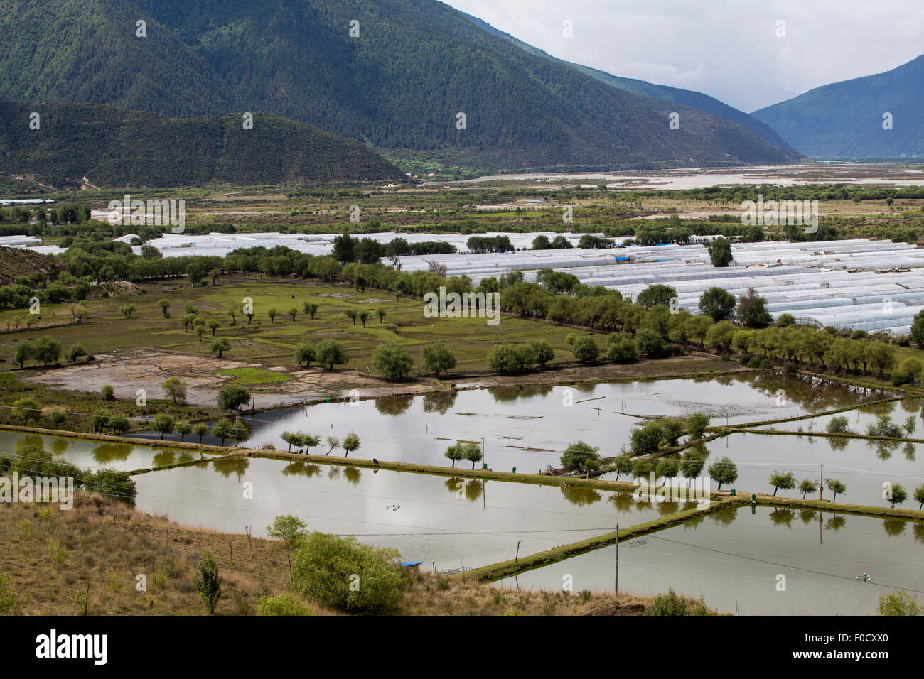 Paddy field in Tibet, China Stock Photo - Alamy