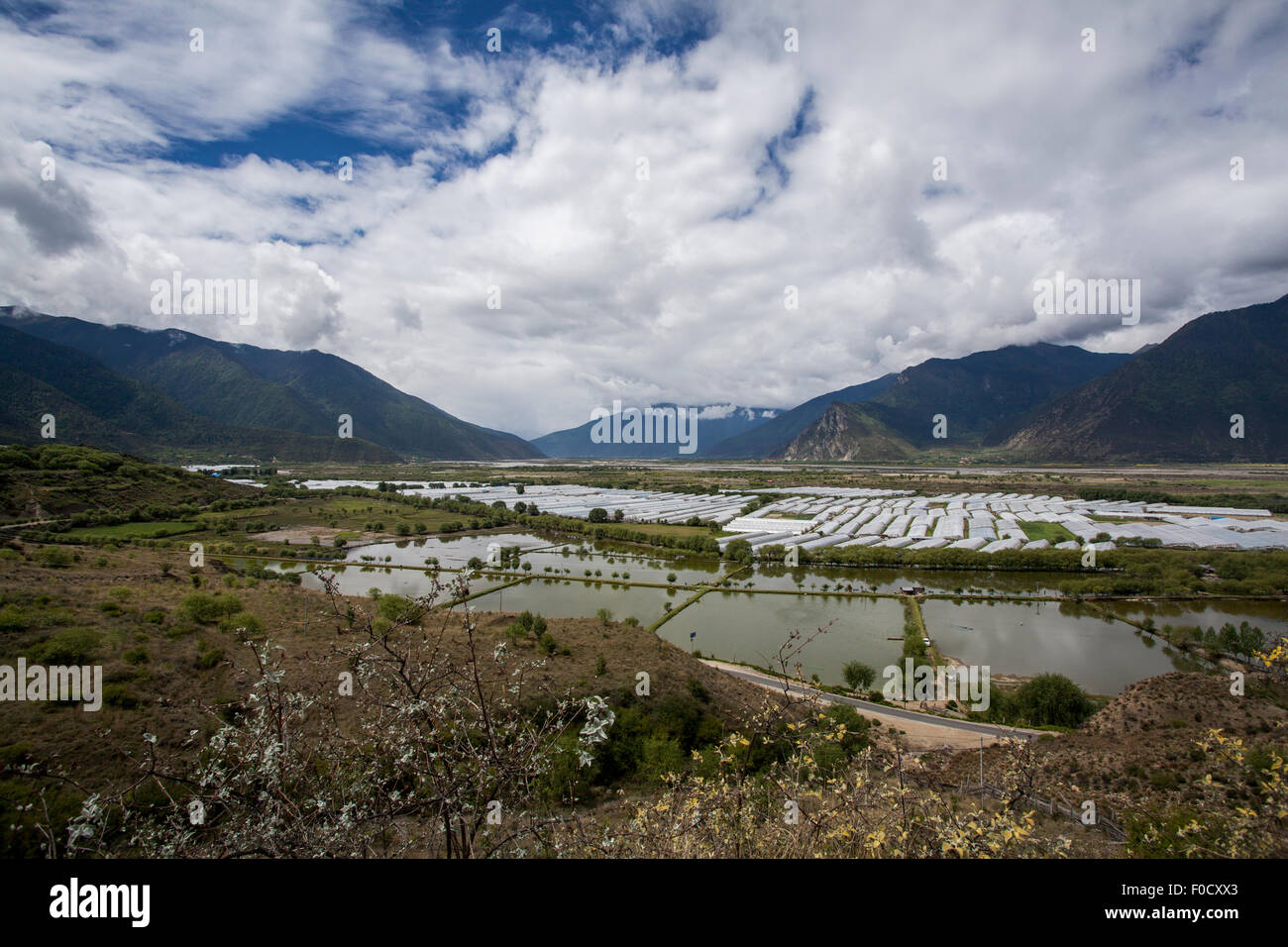 Rice crop tibet hi-res stock photography and images - Alamy