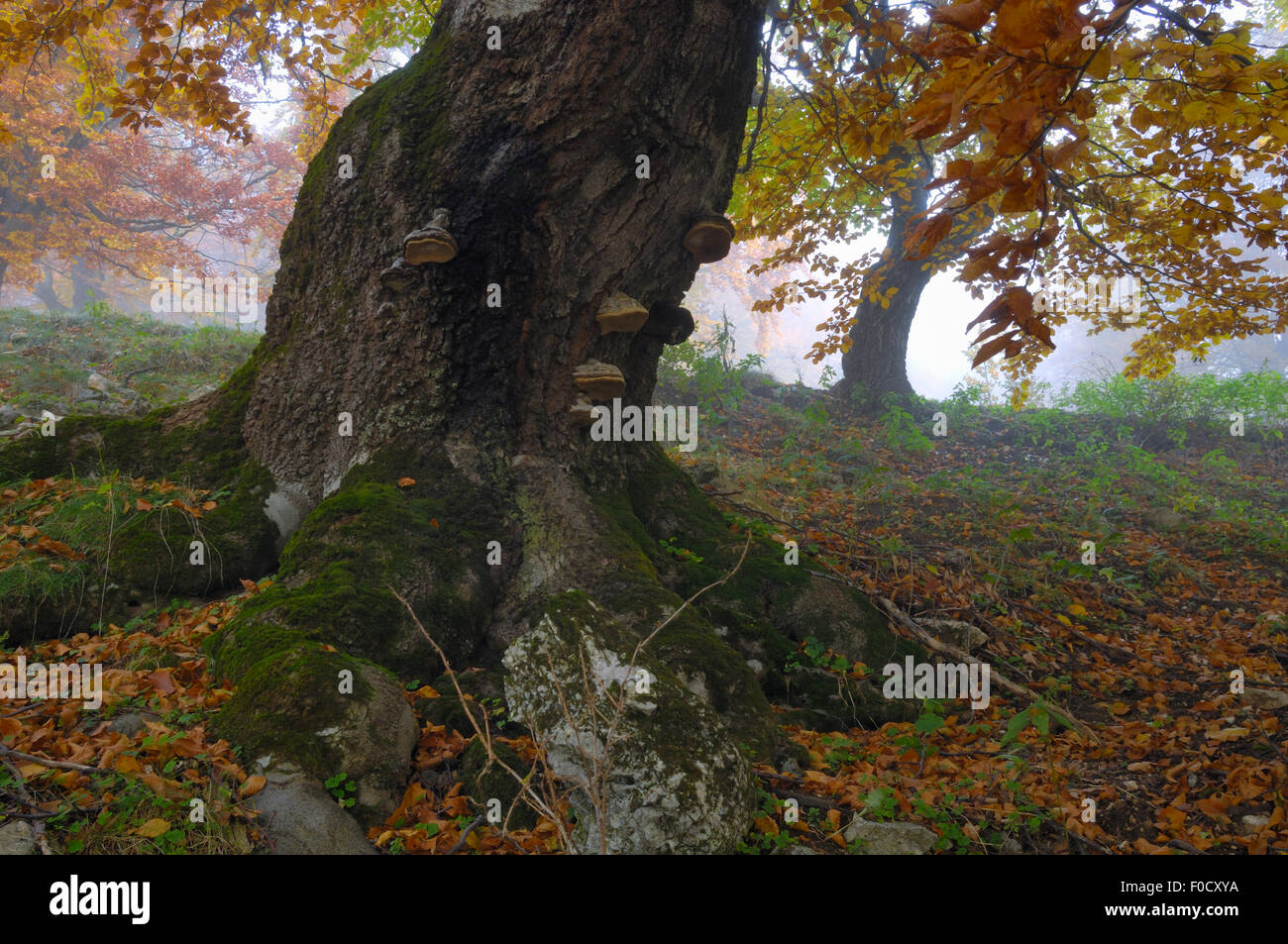 Old beech tree (Fagus sp) with fungi growing on it, Piatra Craiului ...