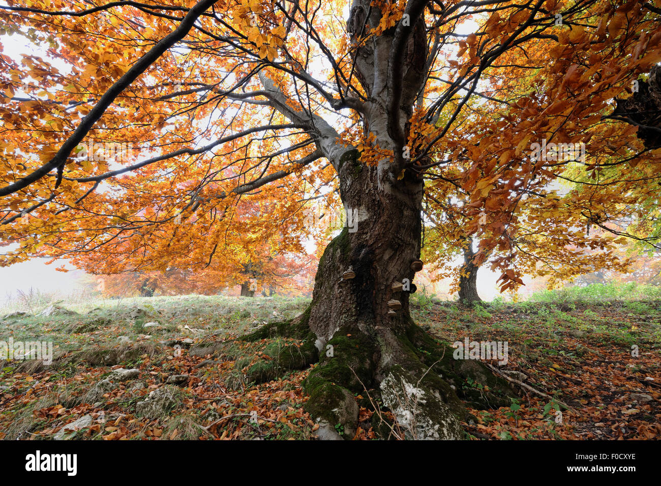 Old beech tree (Fagus sp) with fungi growing on it, Piatra Craiului ...