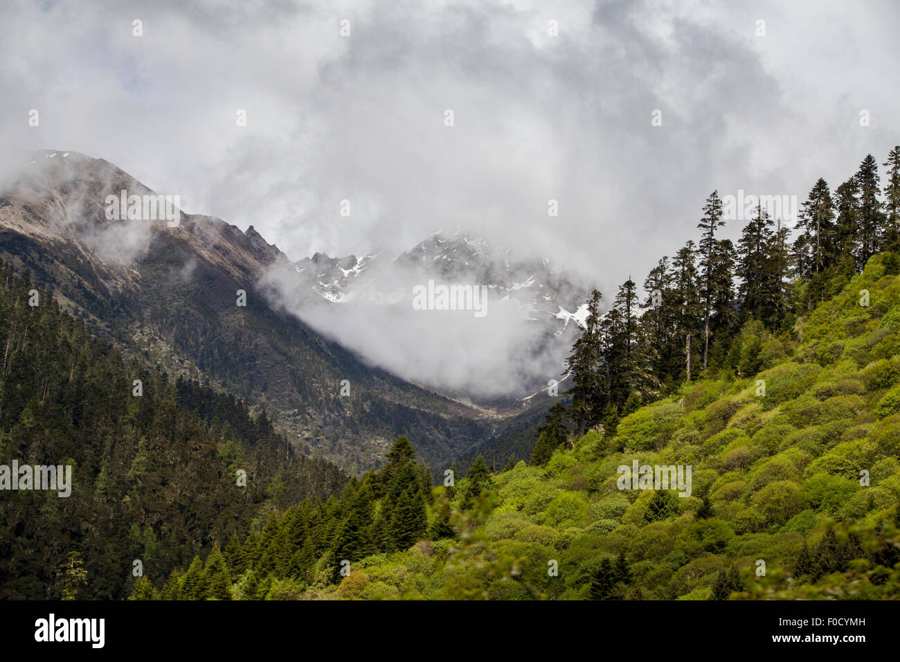Mountains and forest in Tibet, China Stock Photo - Alamy