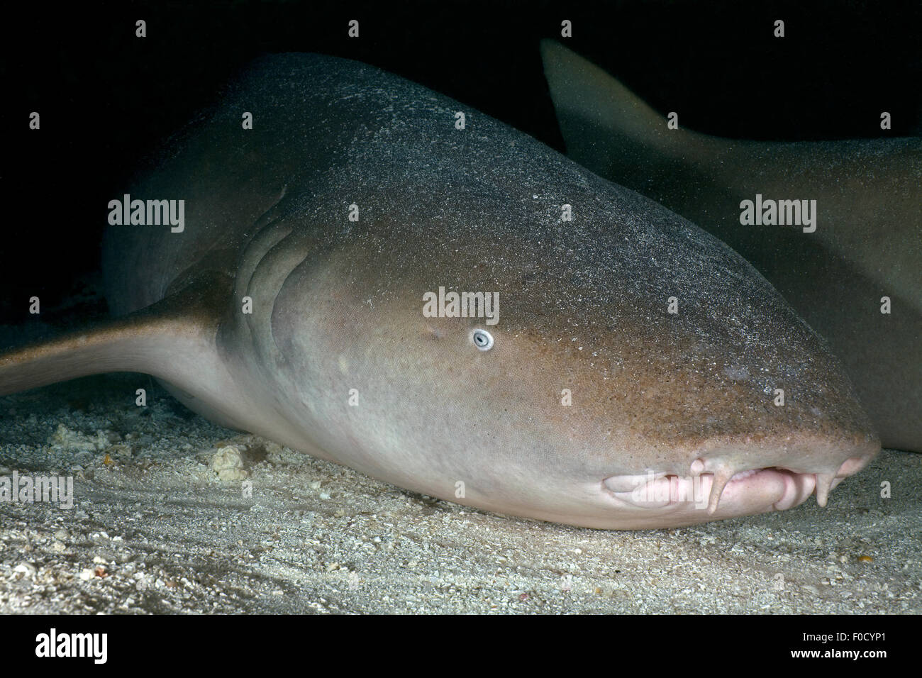 CLOSE-UP FACE OF NURSE SHARK SLEEPING Stock Photo - Alamy