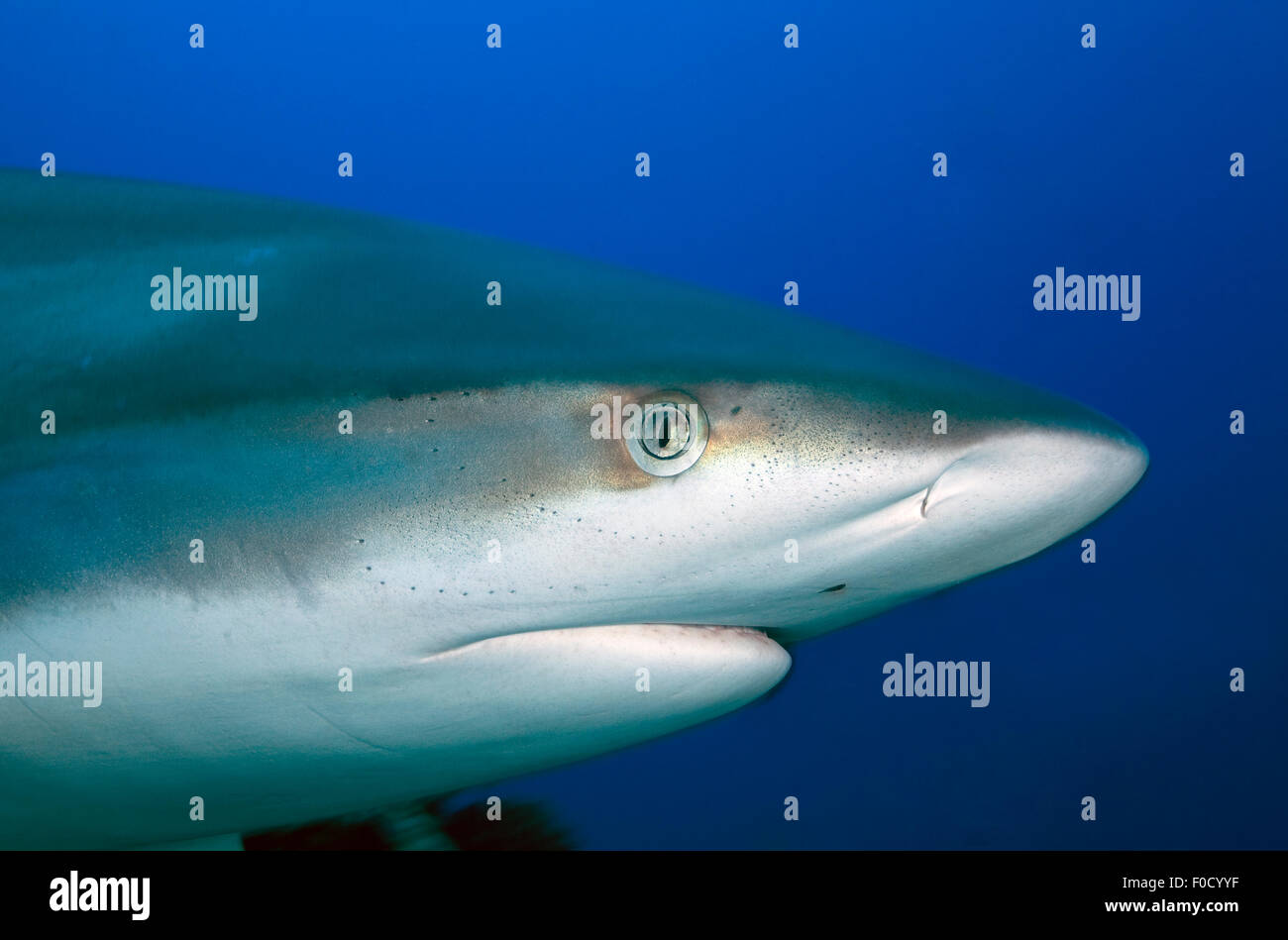 CLOSE-UP FACE OF SILVERTIP SHARK Stock Photo - Alamy