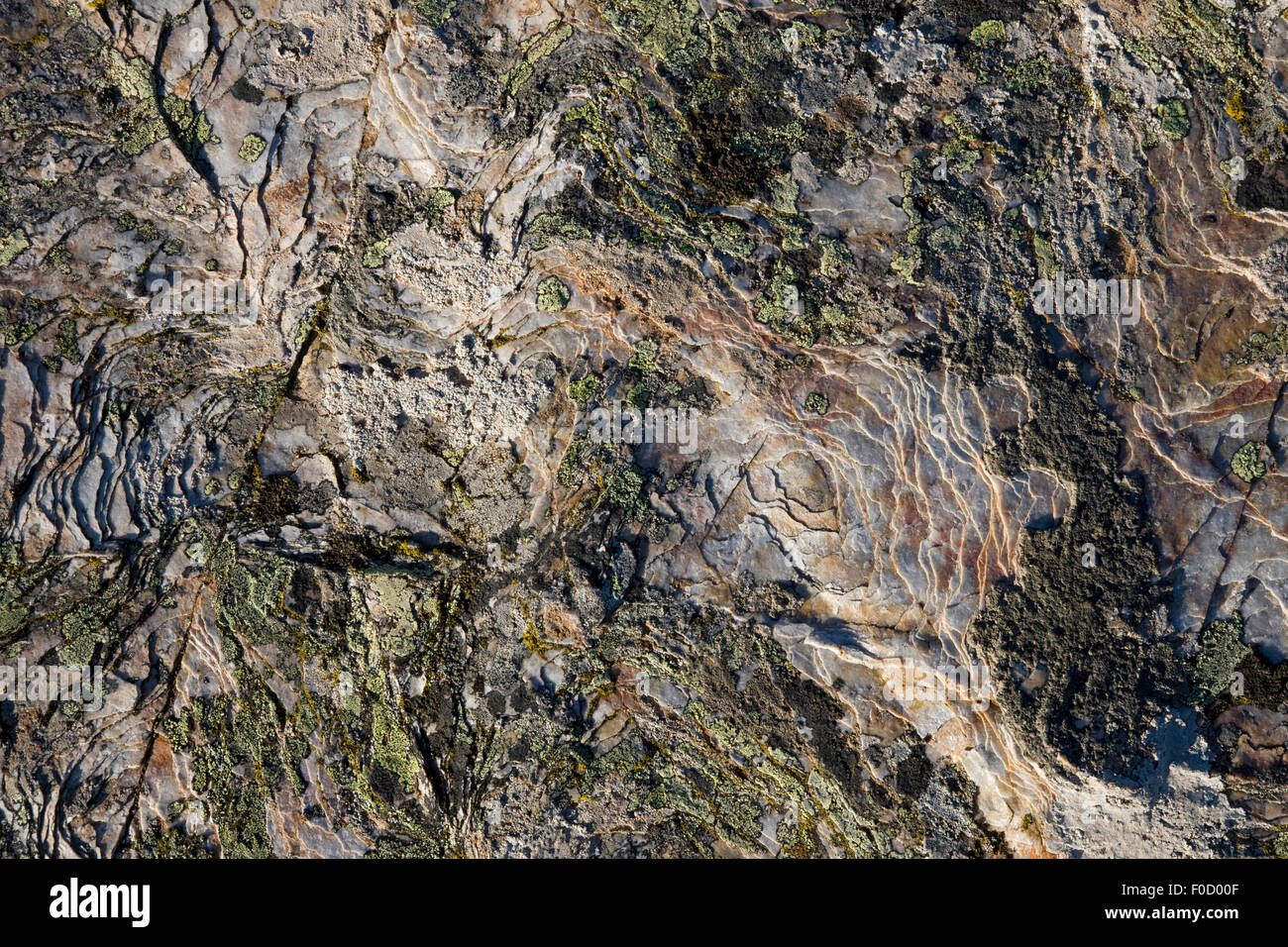 Detail of Rock with lichen growing on it, Monte Novo San Giovanni ...