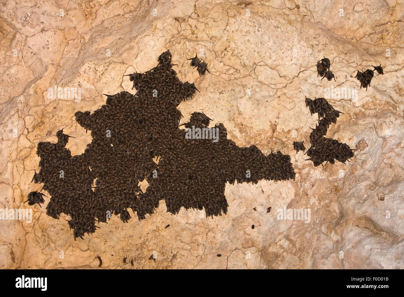 Schreiber's long fingered bat (Miniopterus schreibersi) colony roosting ...