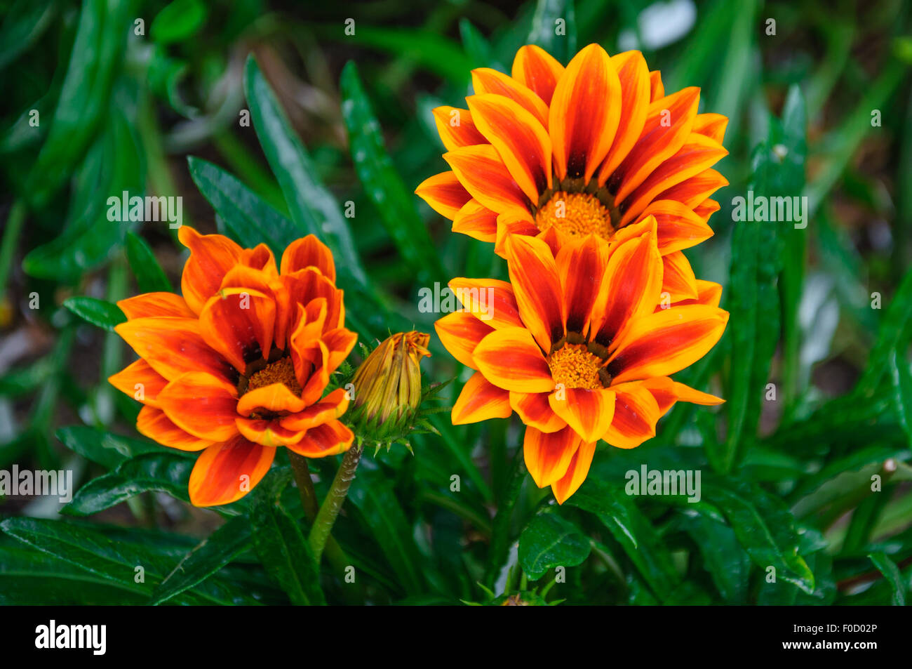 Beautiful orange and red flowers in macro Stock Photo - Alamy