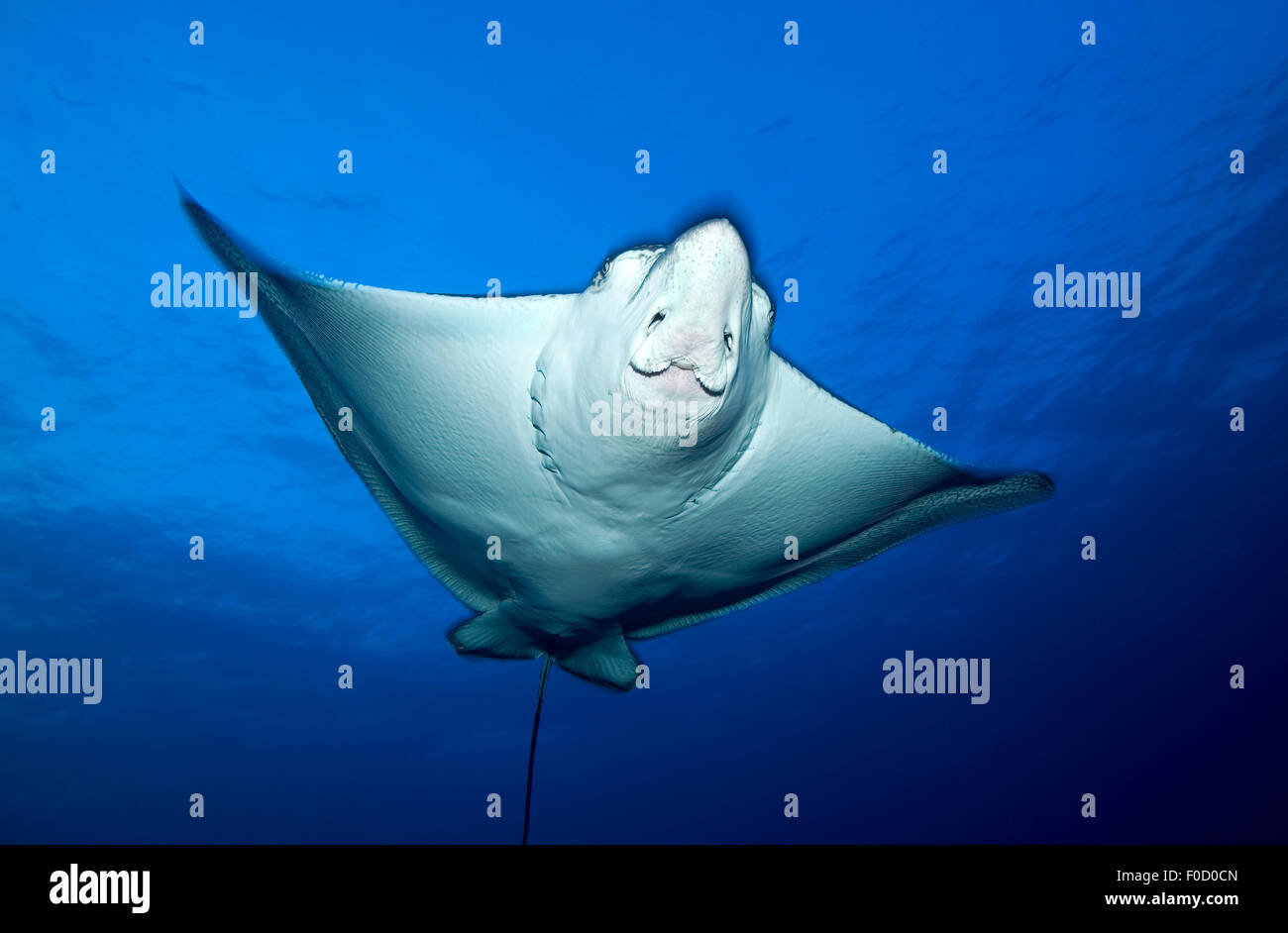 Ray fish face hi-res stock photography and images - Alamy