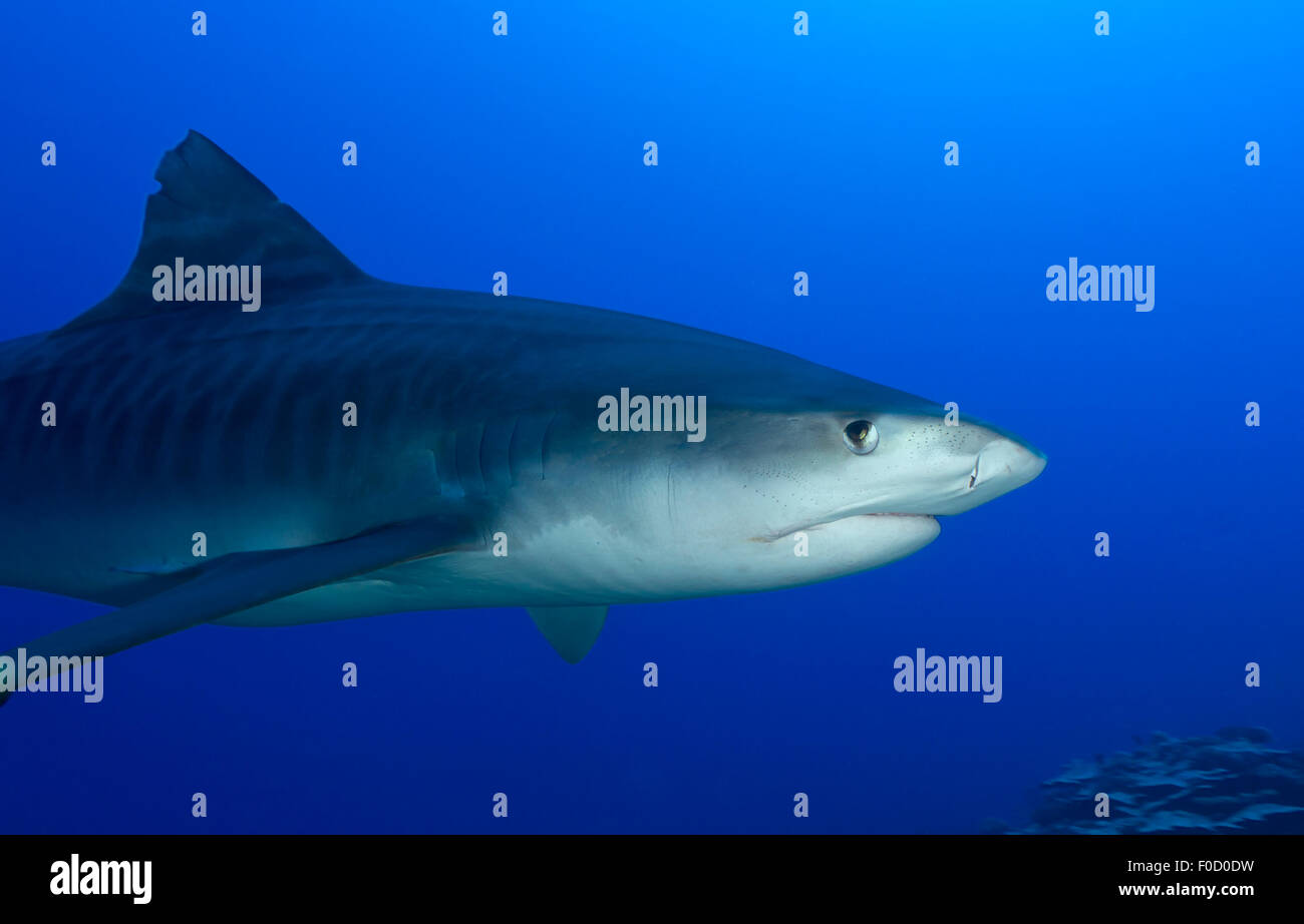 Tiger swimming underwater hi-res stock photography and images - Alamy