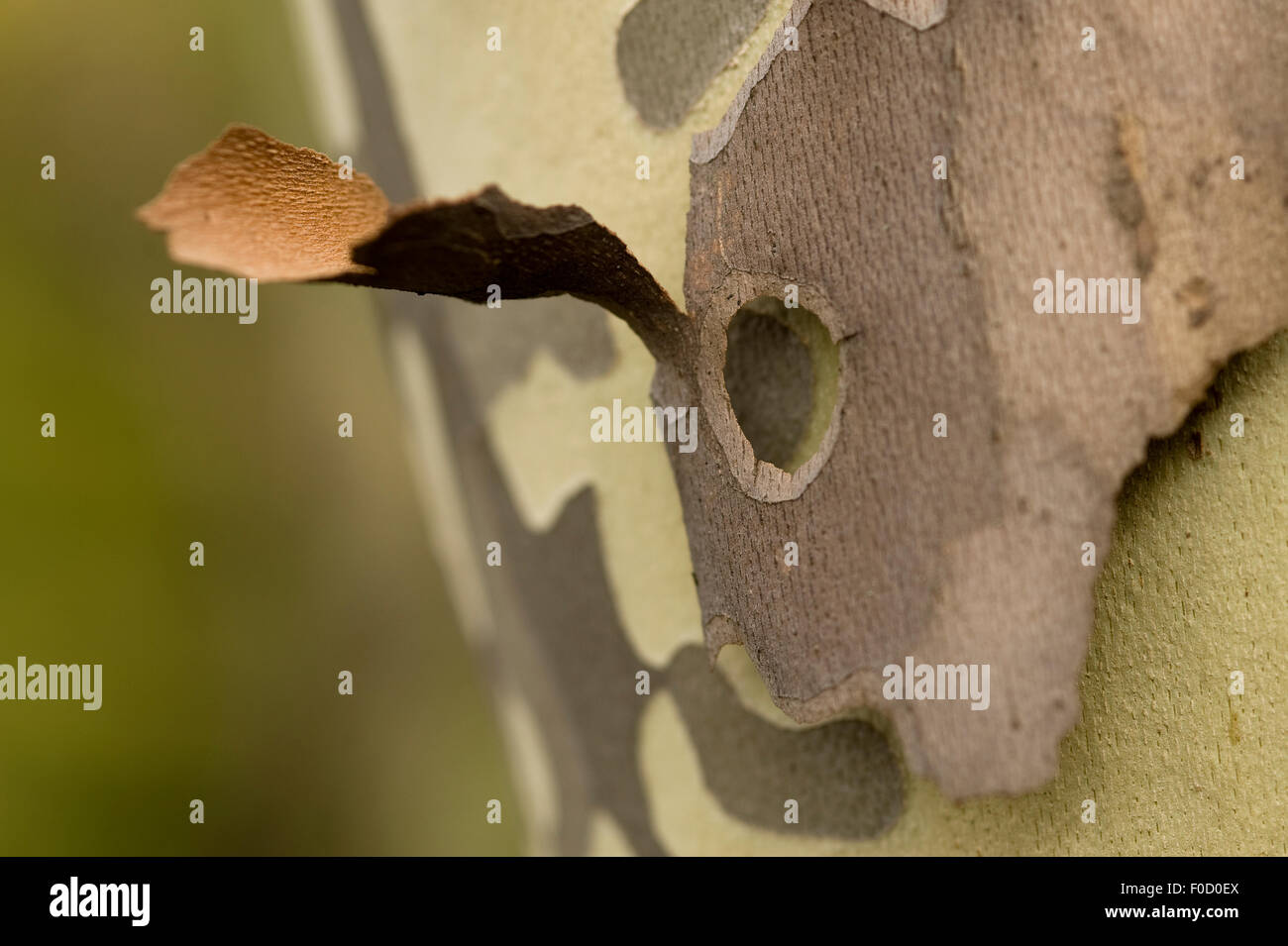 Oriental plane tree (Platanus orientalis) close up of bark peeling away ...