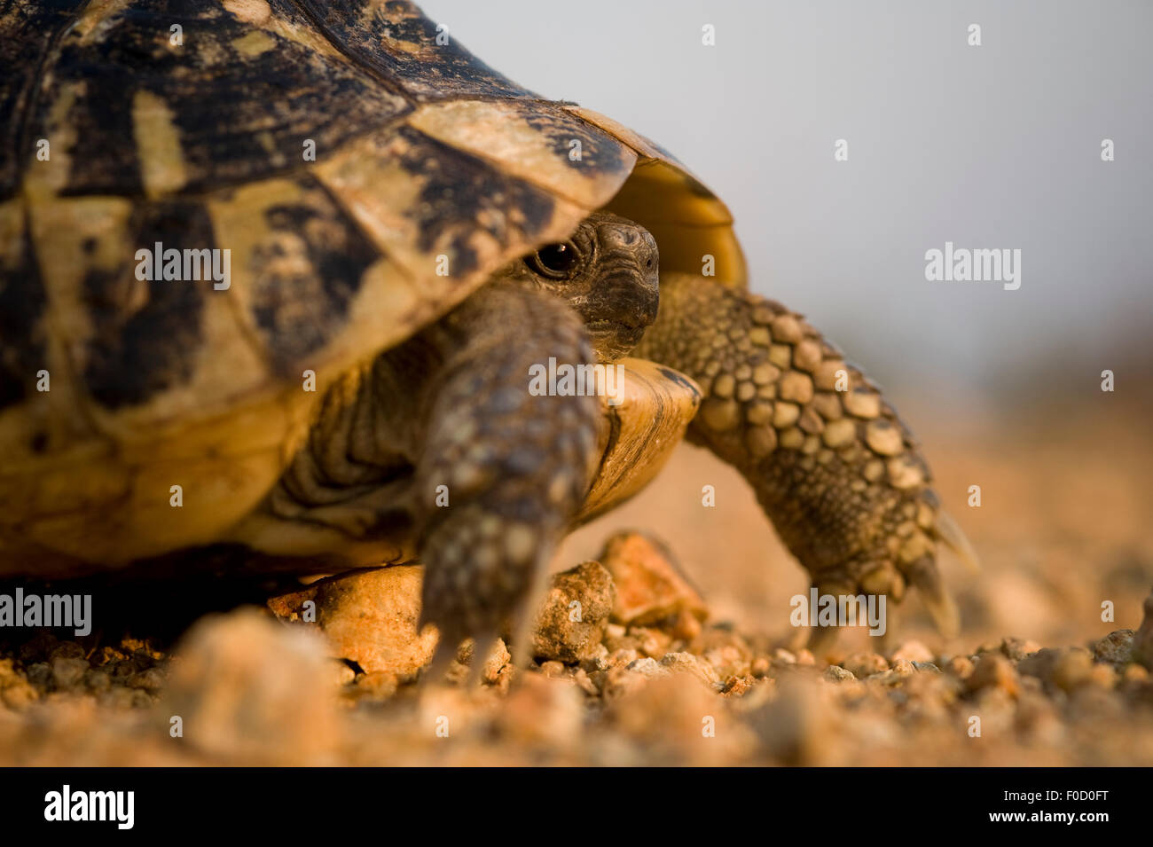 Hermann's tortoise (Testudo hermanni) with head retracted into shell ...