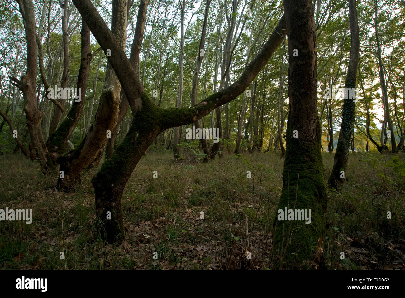 Platan Plane tree forest, Oriental Plane trees (Platanus orientalis ...