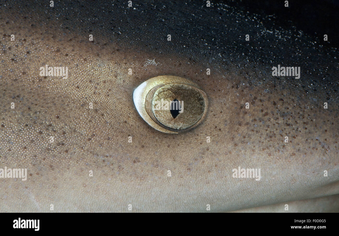 Shark eye hi-res stock photography and images - Alamy