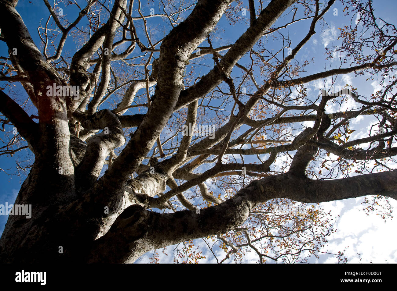 Silhouette tree without leaves hi-res stock photography and images - Alamy