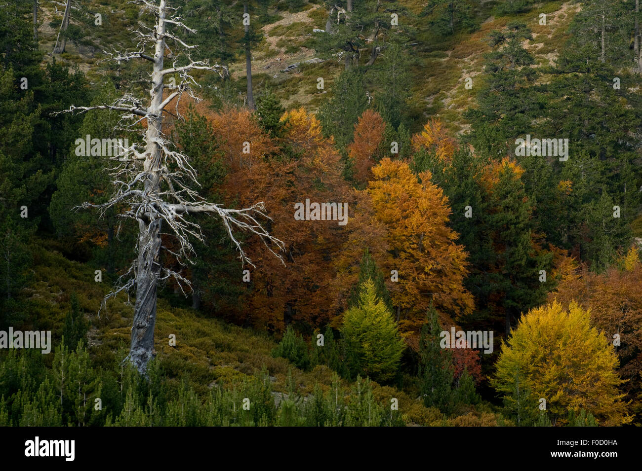 Balkan mixed forests hi-res stock photography and images - Alamy