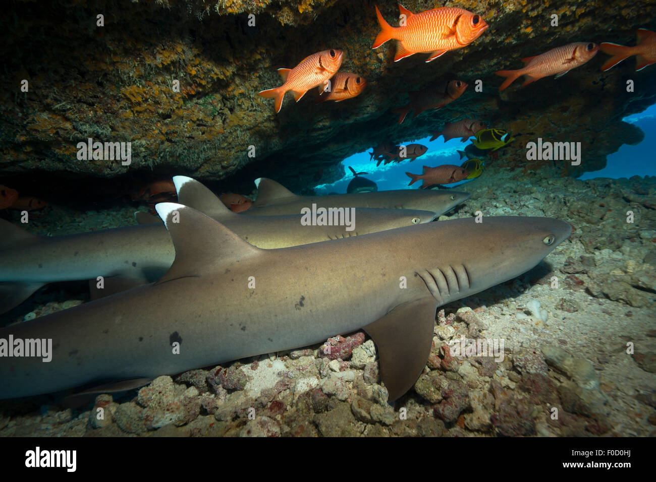 Sharks Sleep Upside Down at Monte Stock blog