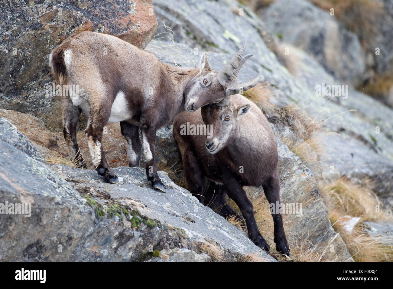 Alpine ibex (Capra ibex ibex) males fighting, Gran Paradiso National ...