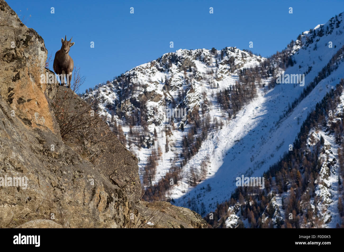 Alpine ibex (Capra ibex ibex) on rock face, Gran Paradiso National Park ...