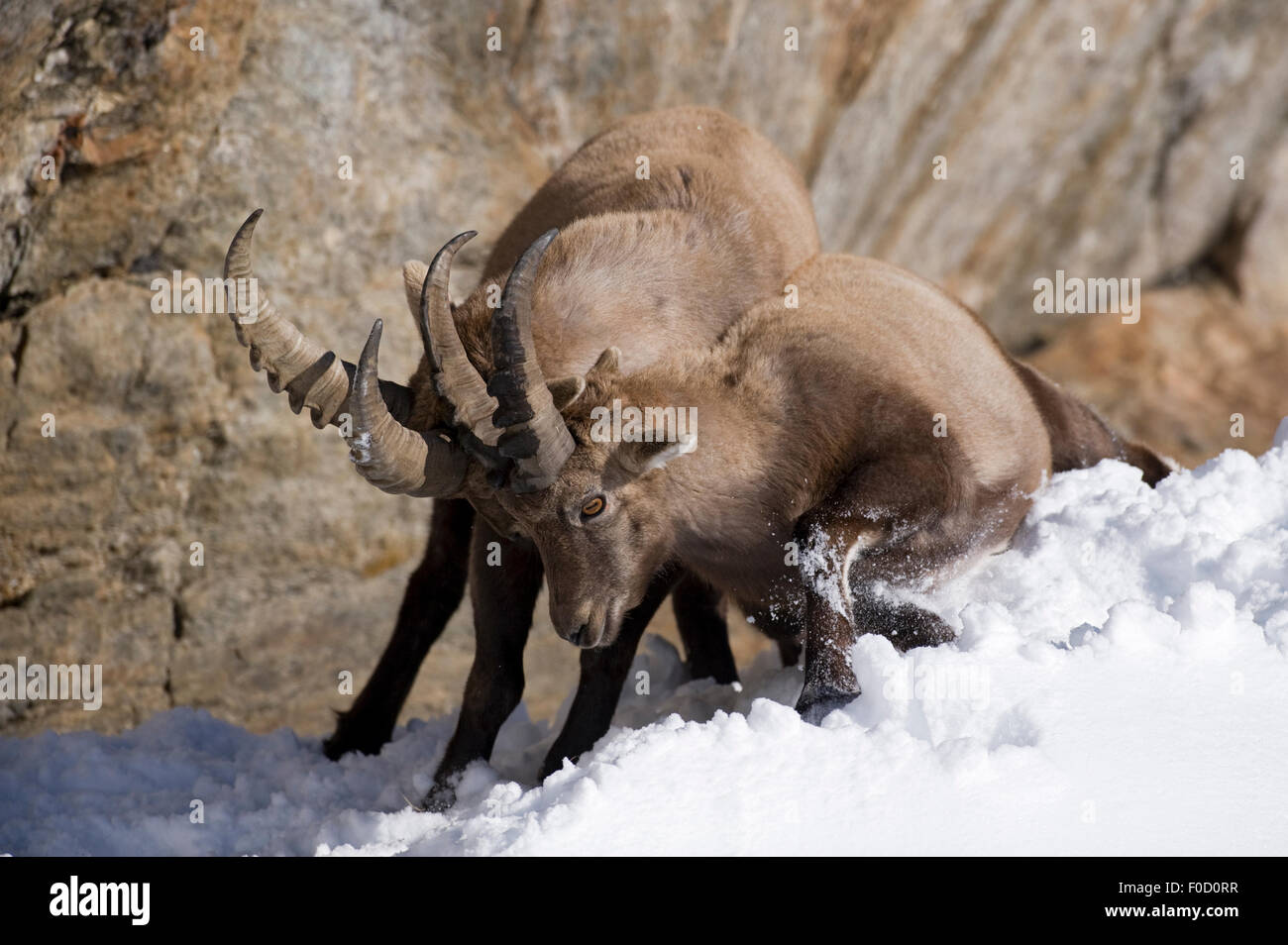 Ibex fighting males hi-res stock photography and images - Alamy