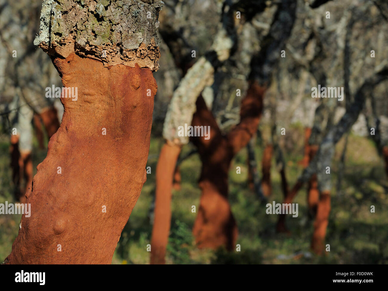 Cork oak tree (Querus suber) trunks with bark harvested, Aggius ...