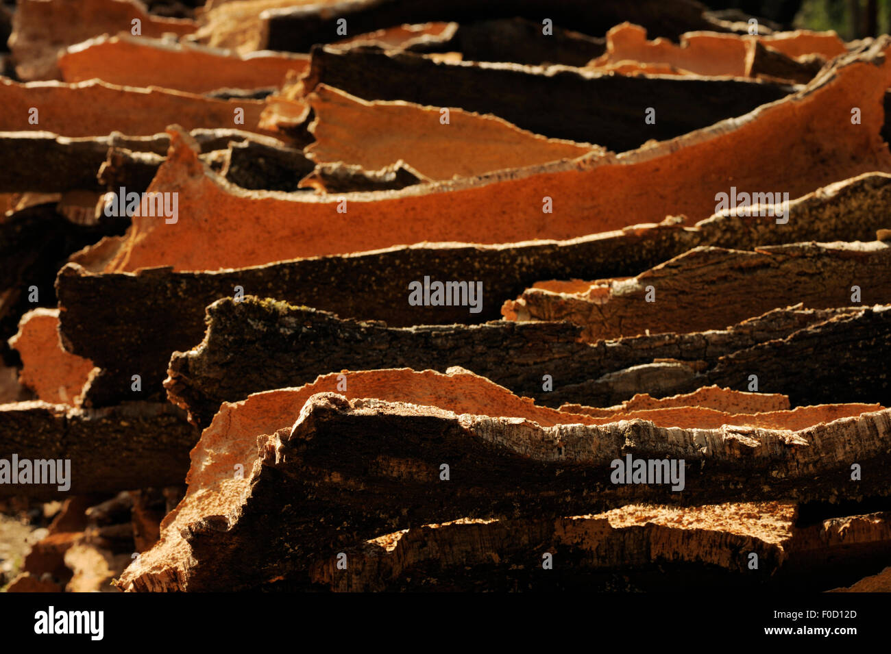 Bark harvested from Cork oak trees (Quercus suber) drying, Aggius ...