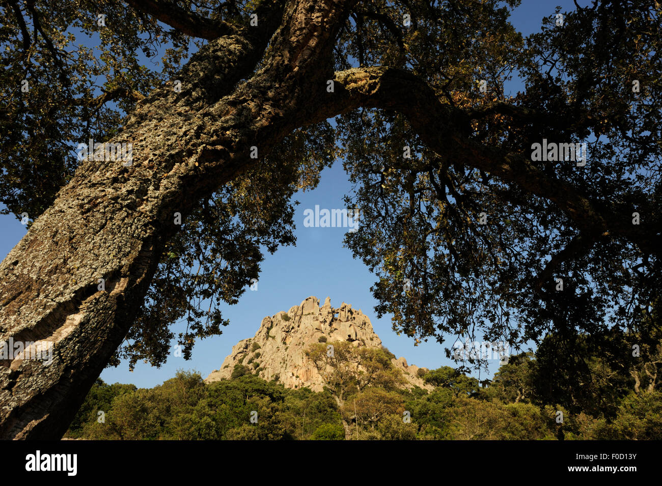 Cork oak tree (Quercus suber) Aggius, Sardinia, Italy, June 2008 Stock ...
