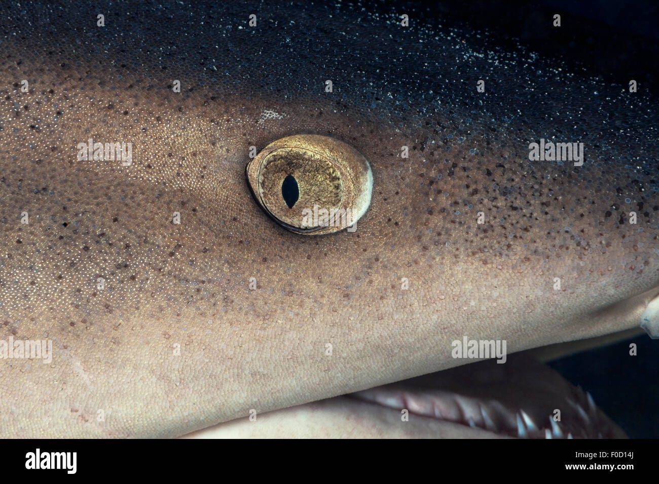 Shark face hi-res stock photography and images - Alamy