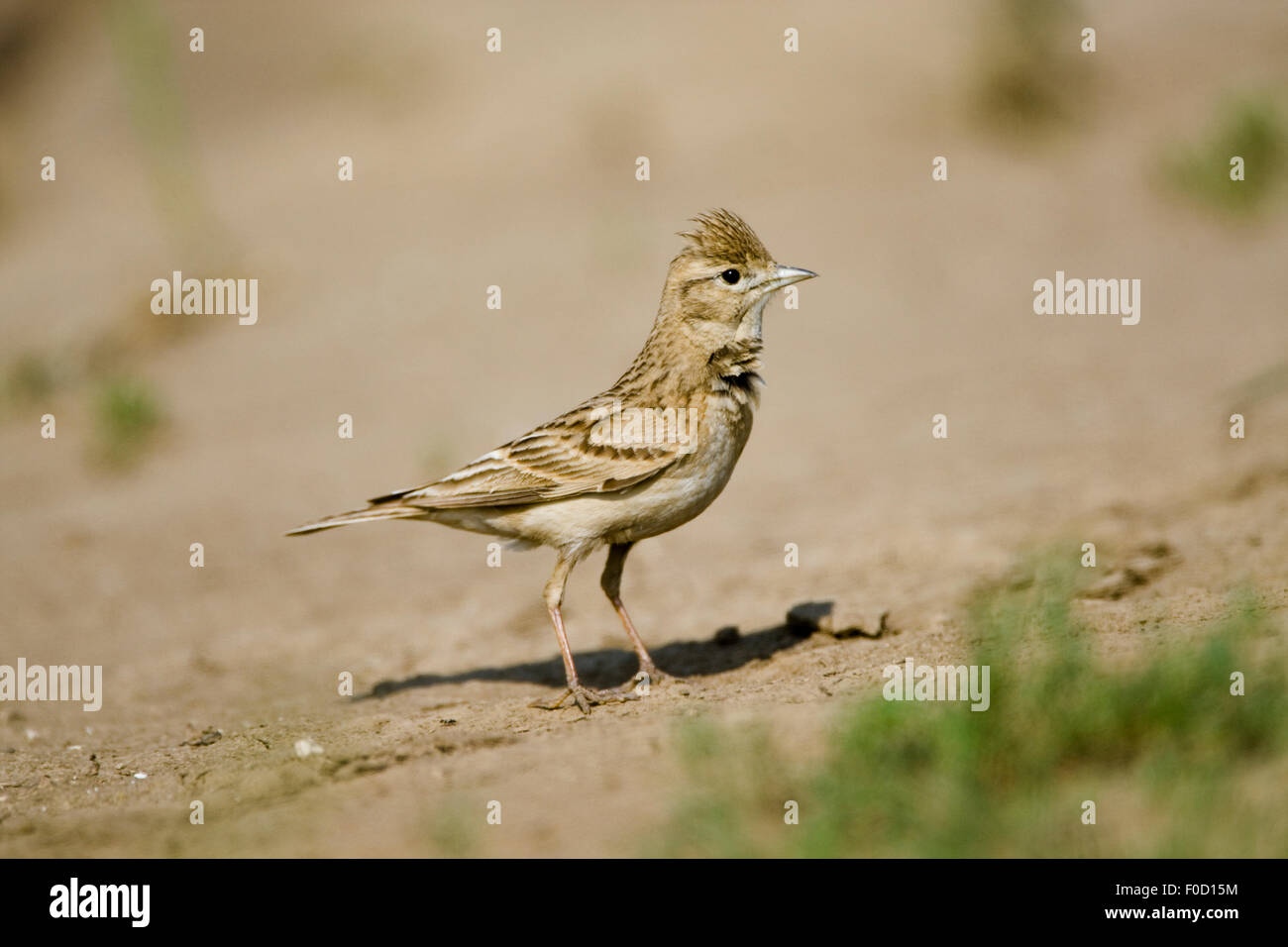 Greater short-toed lark (Calandrella brachydactyla) Bulgaria, May 2008 ...