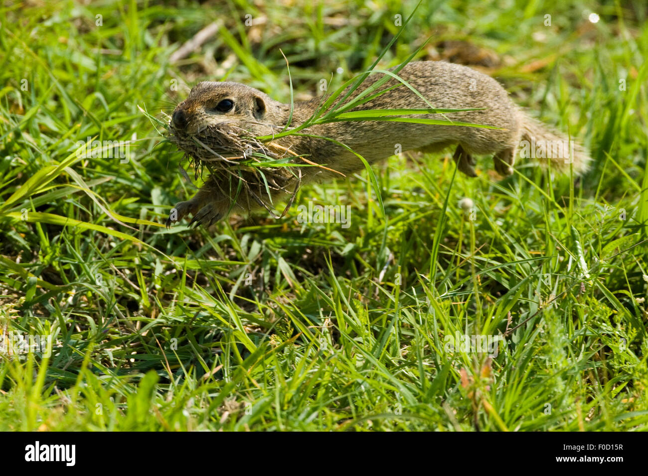 European ground squirrel (Spermophilus citellus) carrying nesting ...