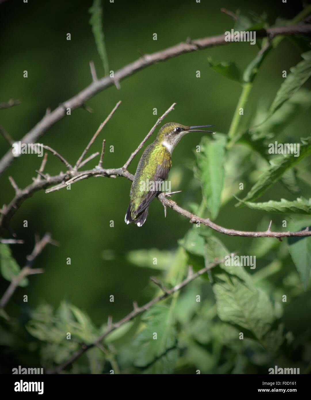 hummingbird female sitting on branch Stock Photo - Alamy