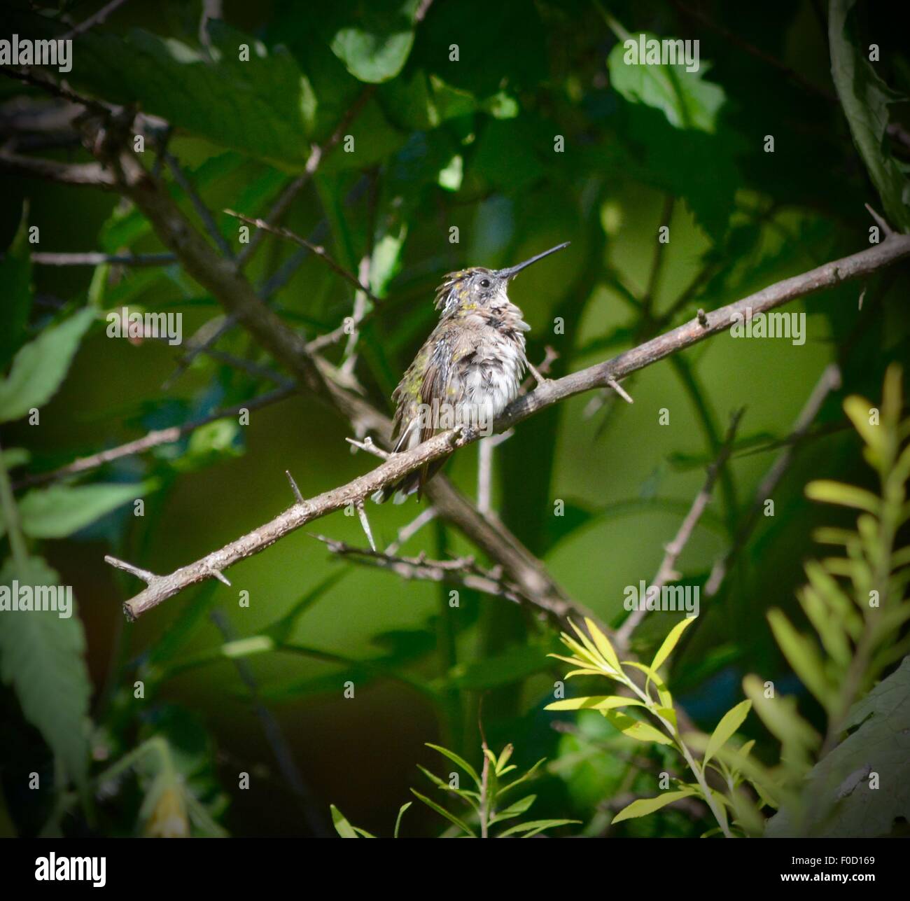 Baby humming bird hi-res stock photography and images - Alamy
