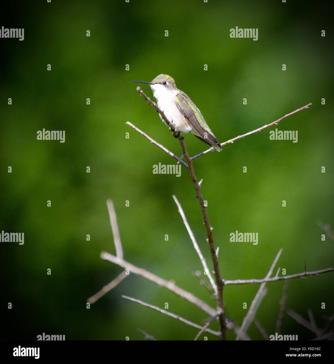hummingbird female sitting on branch Stock Photo - Alamy