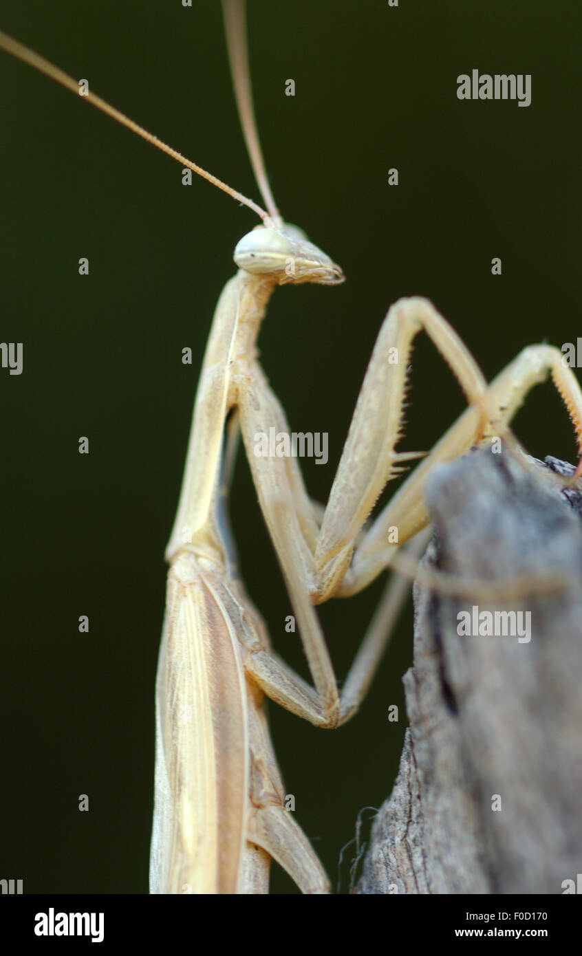 Australian praying mantis hi-res stock photography and images - Alamy