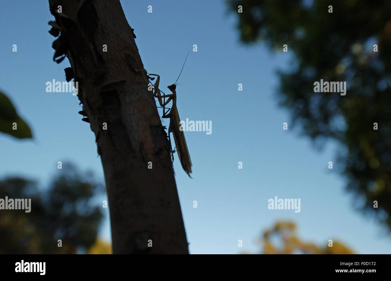 Australian praying mantis hi-res stock photography and images - Alamy