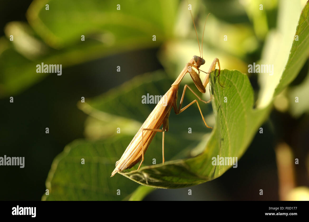 Australian praying mantis hi-res stock photography and images - Alamy