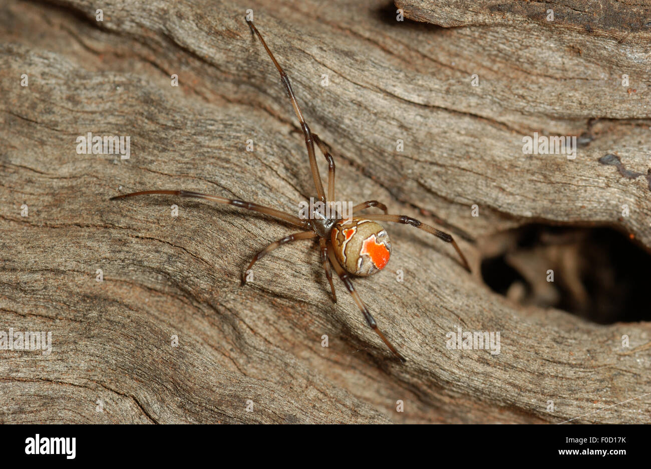 Immature Red-back spider (Latrodectus hasseltii Stock Photo - Alamy