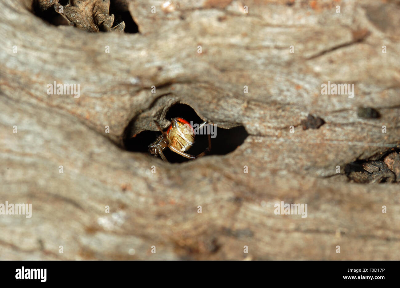 Australian redback spider hi-res stock photography and images - Alamy
