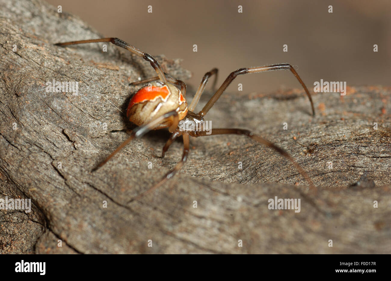 Australian redback spider hi-res stock photography and images - Alamy