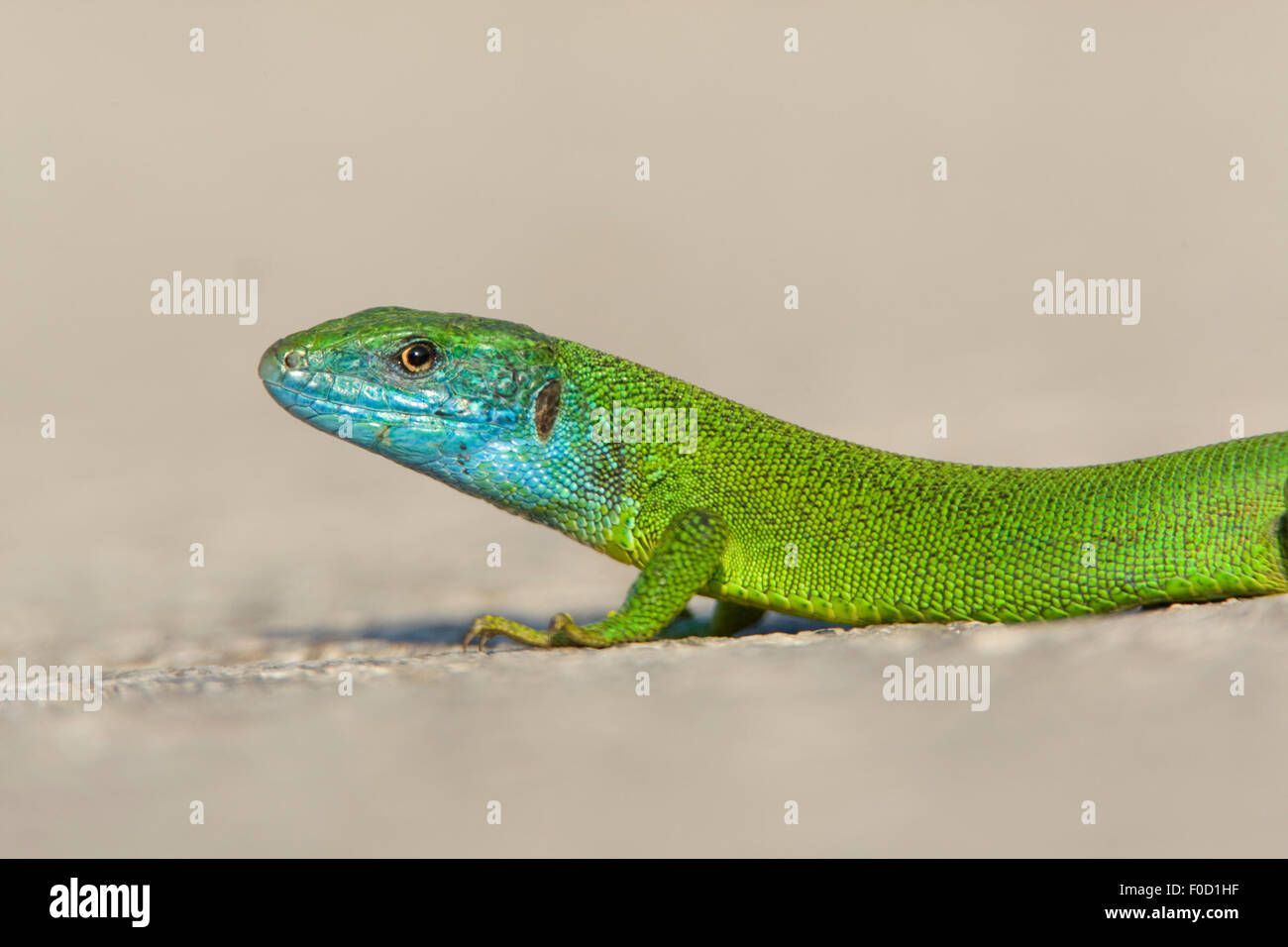 European Green Lizard (Lacerta viridis) Bulgaria, May 2008 Stock Photo ...