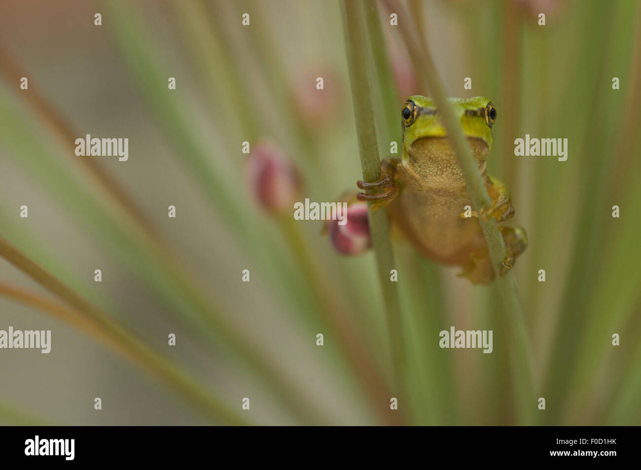 Frog rush hi-res stock photography and images - Alamy