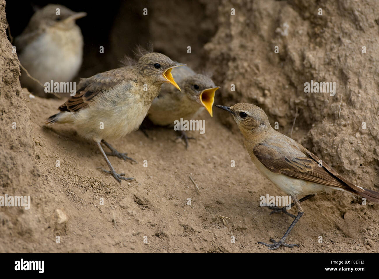 Juvenile female northern wheatear hi-res stock photography and images ...