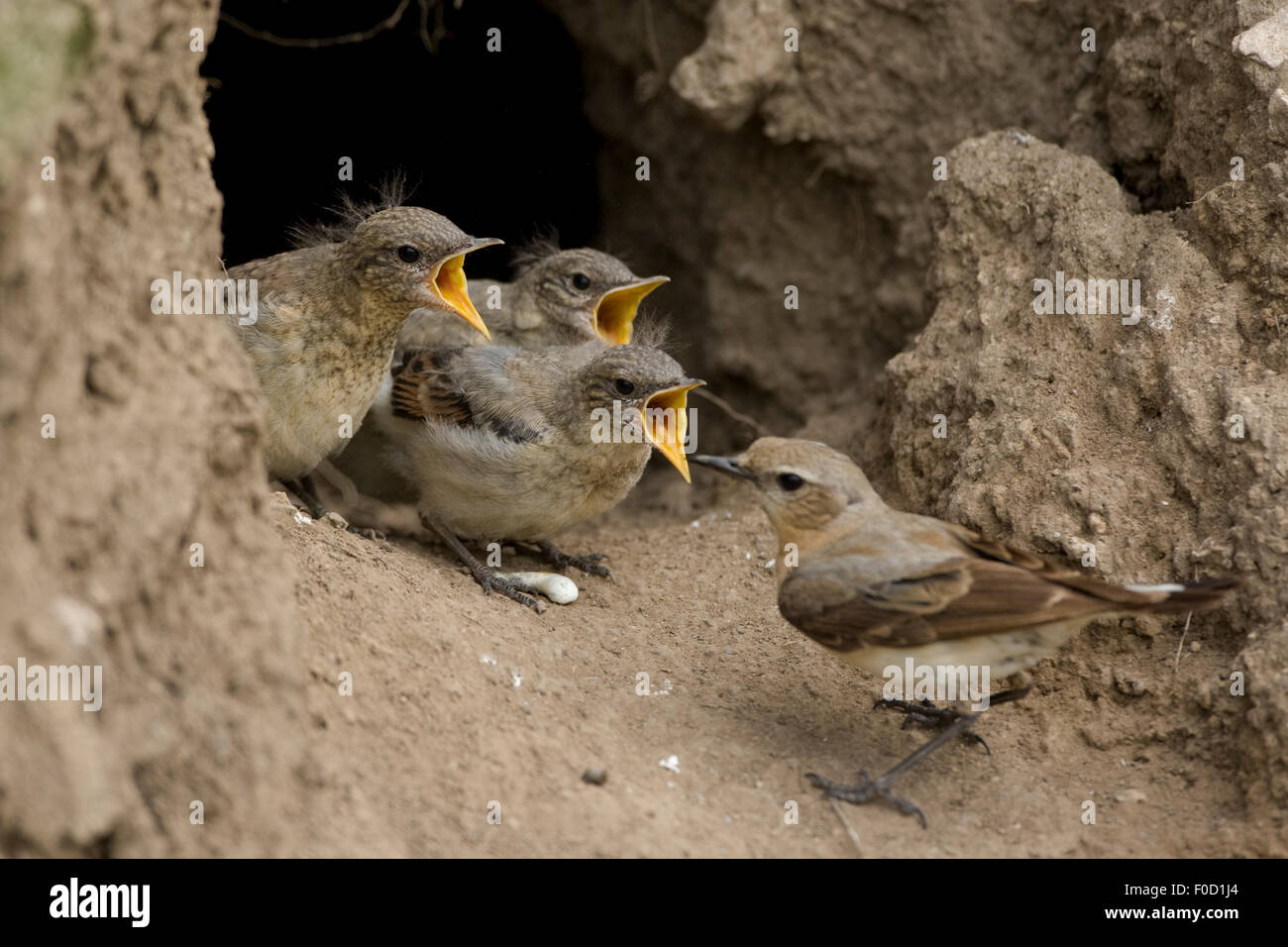 Female northern wheatear oenanthe oenanthe hi-res stock photography and ...