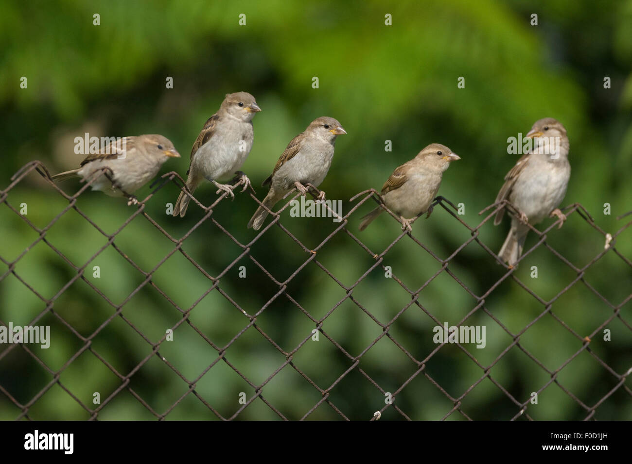 Five sparrows hi-res stock photography and images - Alamy