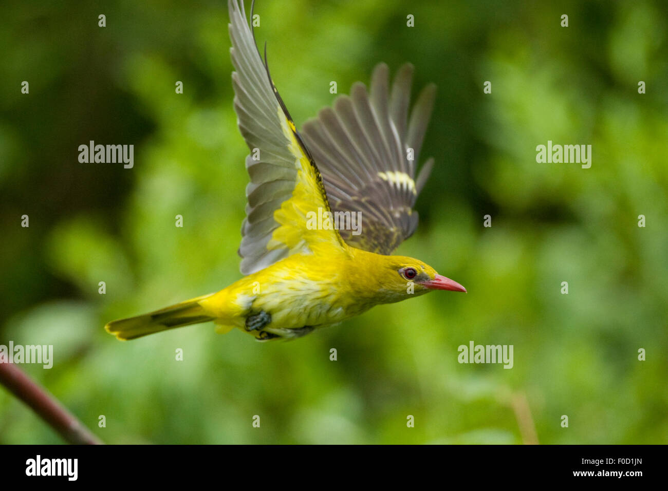 Golden oriole (Oriolus oriolus) female in flight, Bulgaria, May 2008 ...
