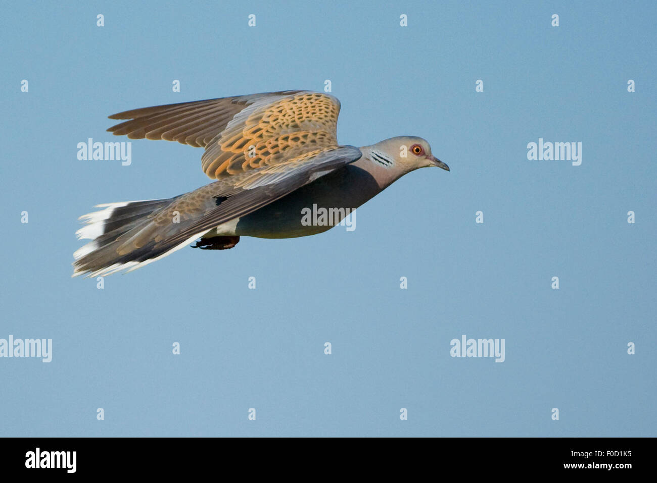 Turtle Dove (Streptopelia turtur) in flight, Bulgaria, May 2008 Stock ...