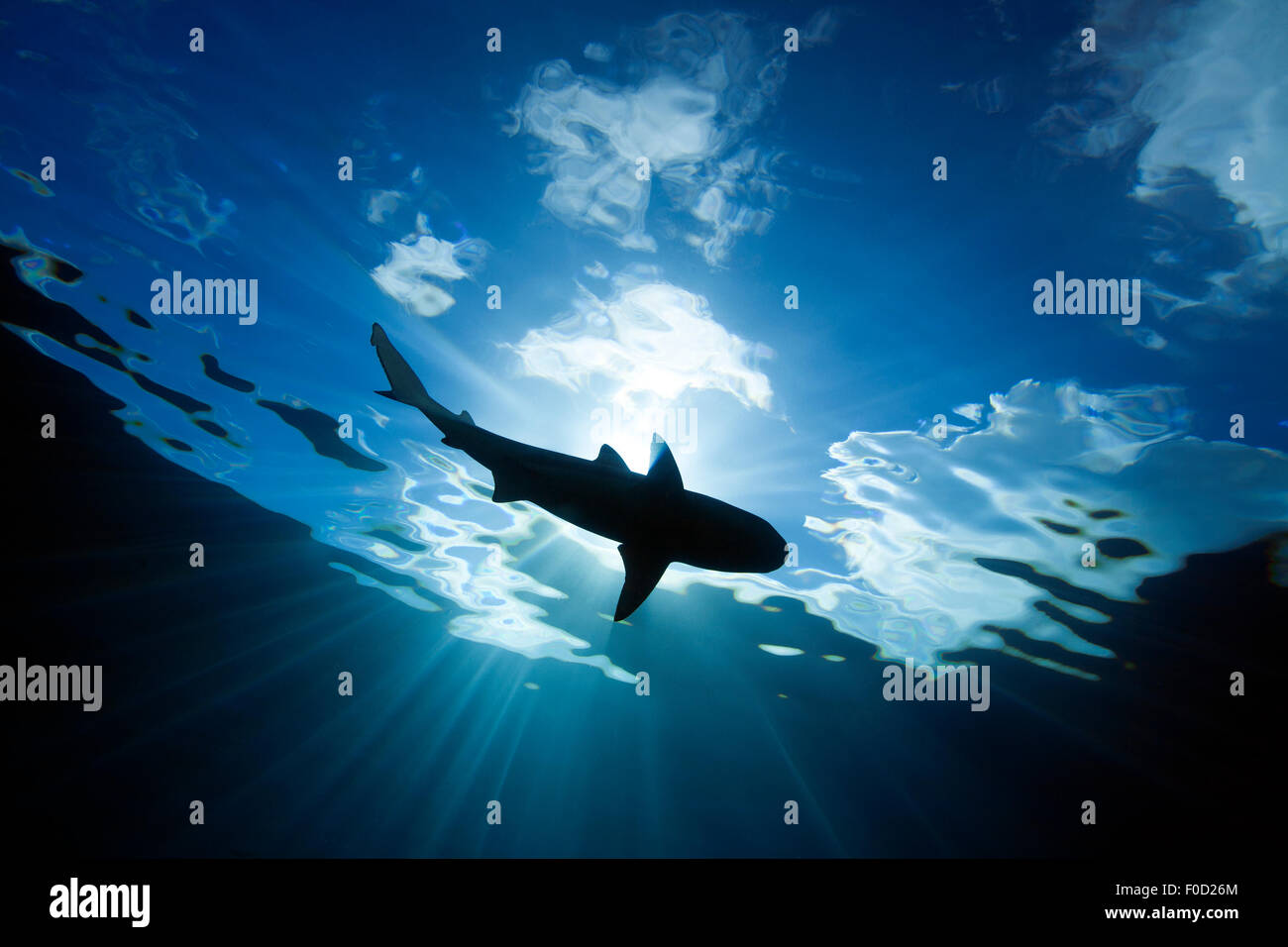 SHADOWS OF BLACKTIP REEF SHARK ON THE SUNLIGHT Stock Photo - Alamy