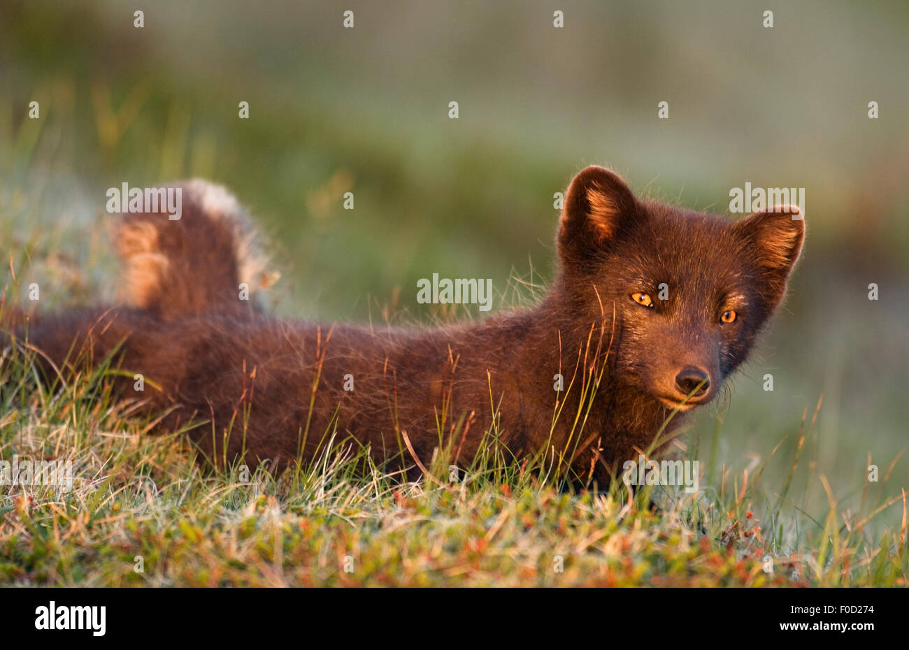 Arctic fox (Vulpes / Alopex lagopus) lying, dark summer phase ...