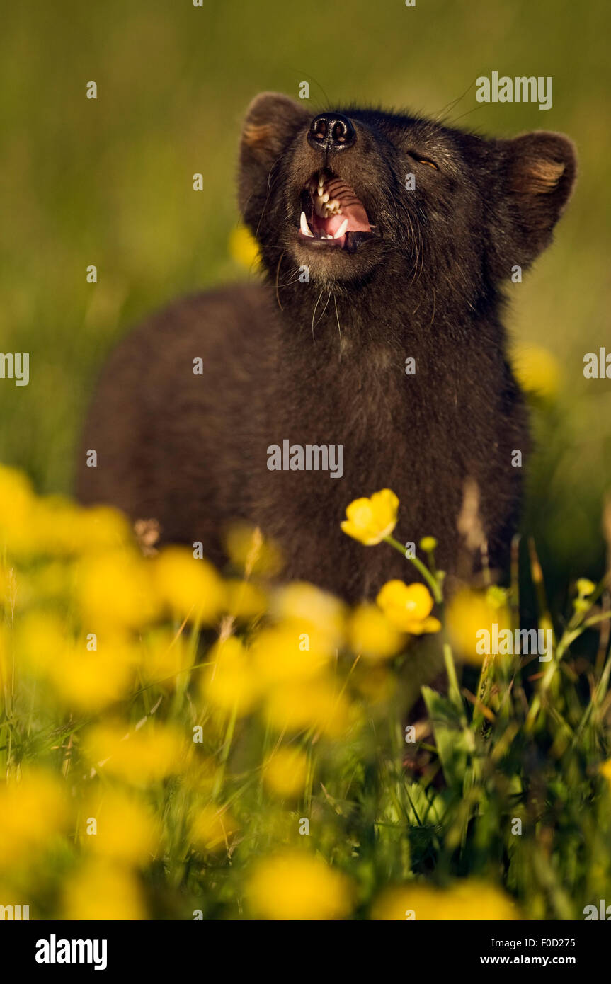 Arctic fox (Vulpes / Alopex lagopus) barking in a wild flower meadow ...